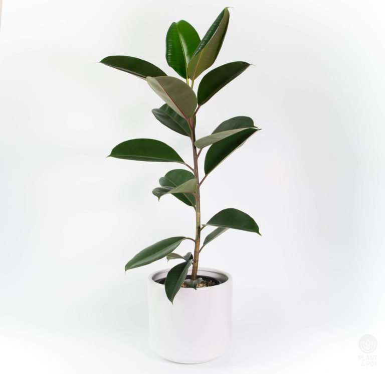 How to Grow Rubber Trees Indoors: Beginner's Guide to Ficus Elastica ...