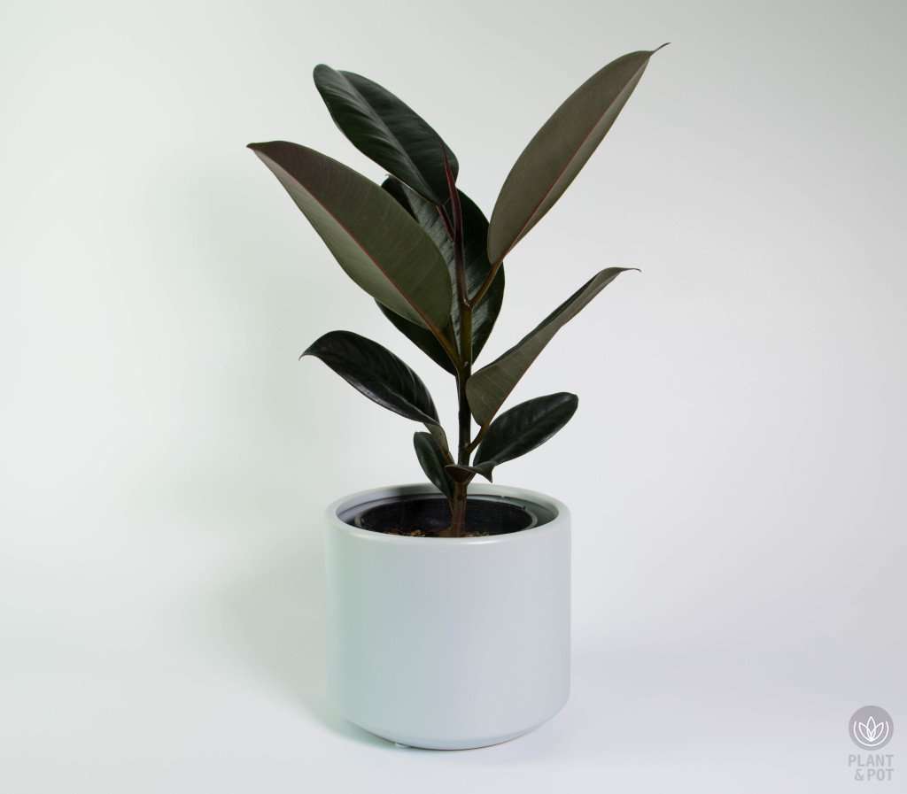 Tall Long Leaf Fig | The lovely Ficus Alii in a Grey Pot - plantandpot.nz
