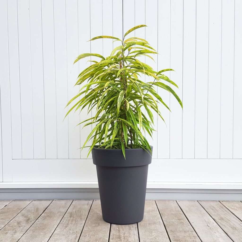 Ficus Amstel Gold