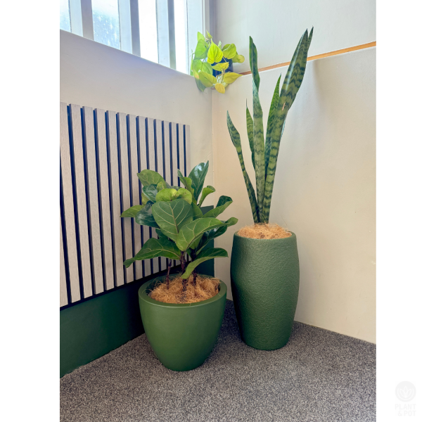 Tropic Green Planter Set - Plant & Pot NZ