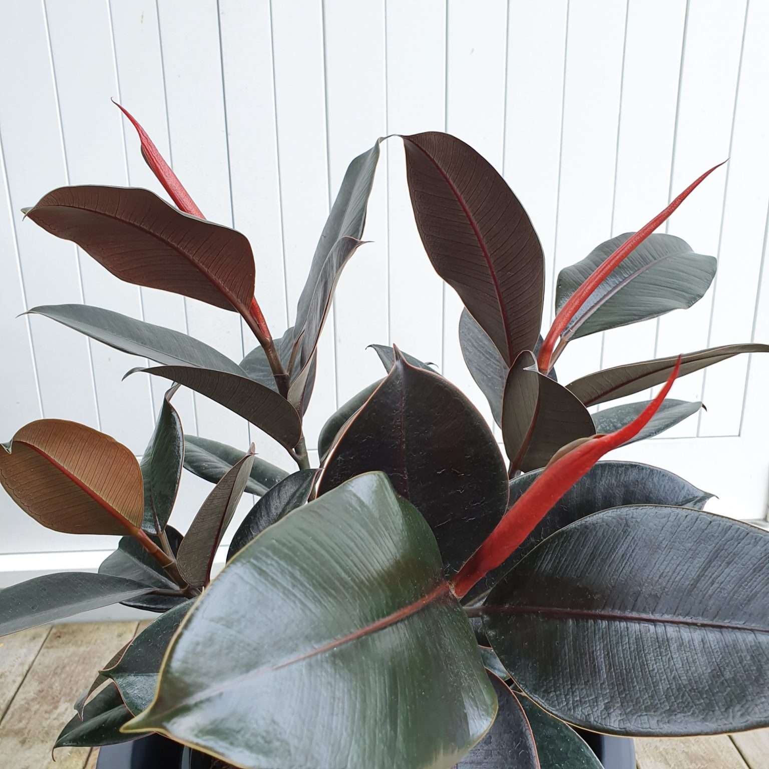 How to Grow Rubber Trees Indoors: Beginner's Guide to Ficus Elastica ...
