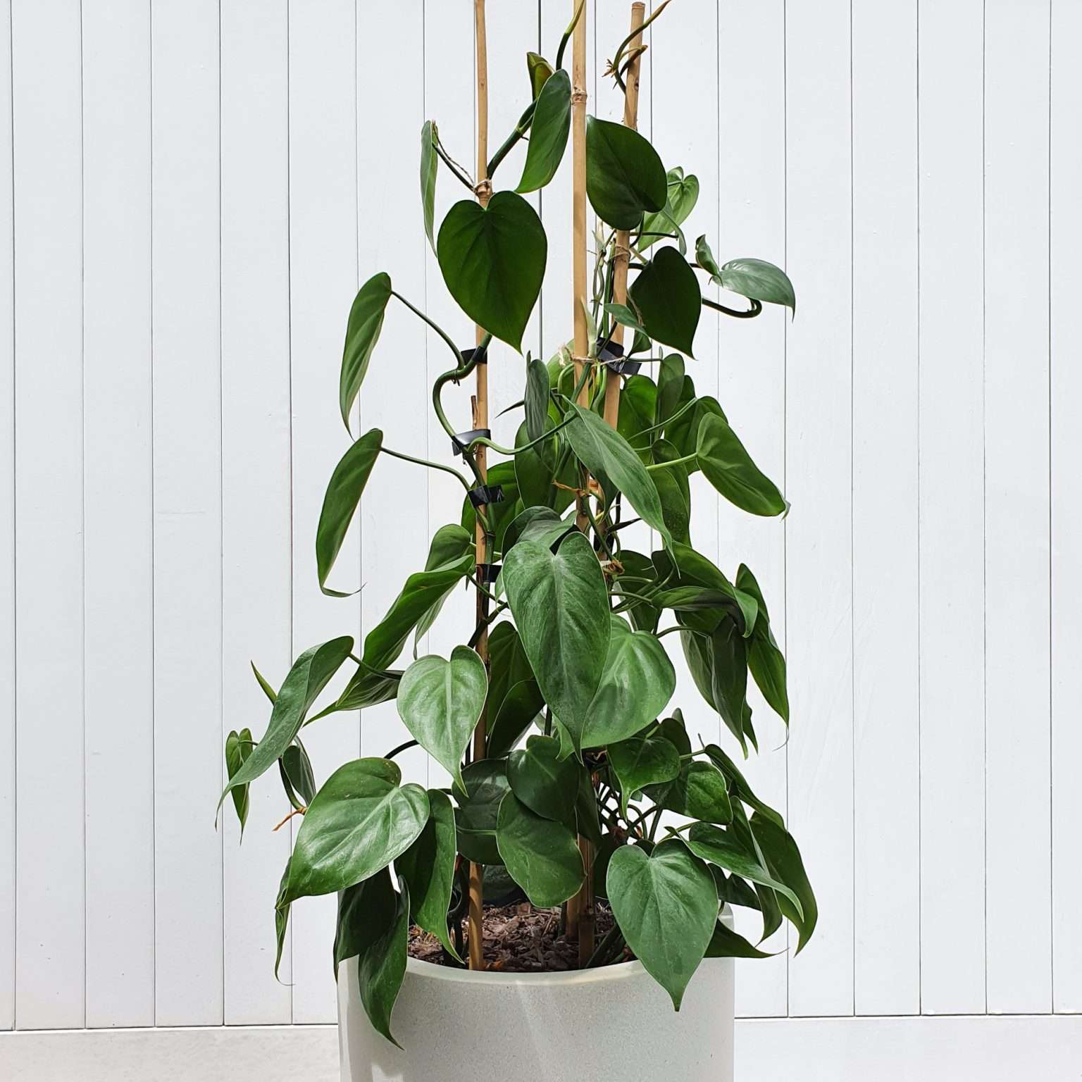 Heart Leaf Philodendron in Neptune t | Tall Vines - plantandpot.nz