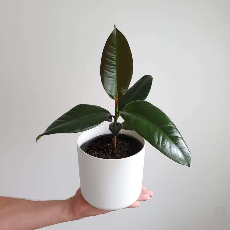 How to Grow Rubber Trees Indoors: Beginner's Guide to Ficus Elastica ...