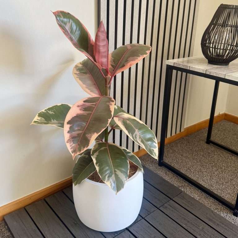 Ficus Ruby | Ruby Rubber Tree | Green Blush - plantandpot.nz