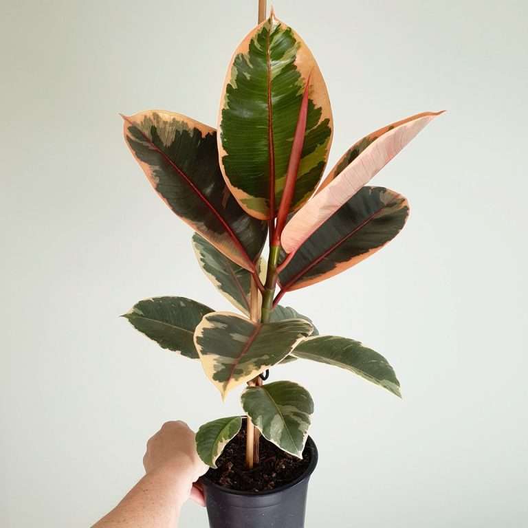 How to Grow Rubber Trees Indoors: Beginner's Guide to Ficus Elastica ...