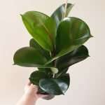 Ficus Sofia | Green Rubber Tree - plantandpot.nz