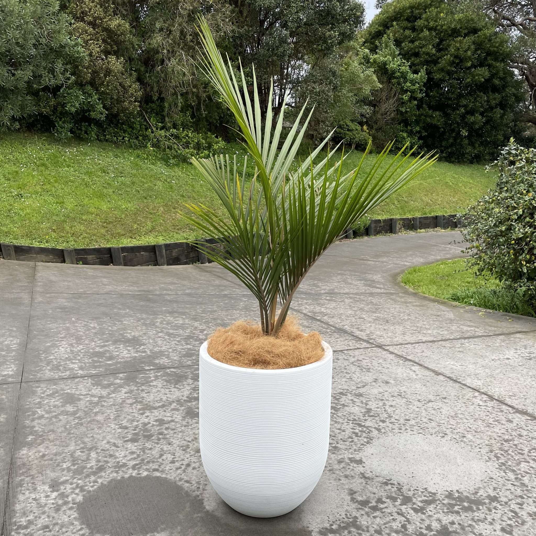 Majesty Palm - Plant & Pot NZ