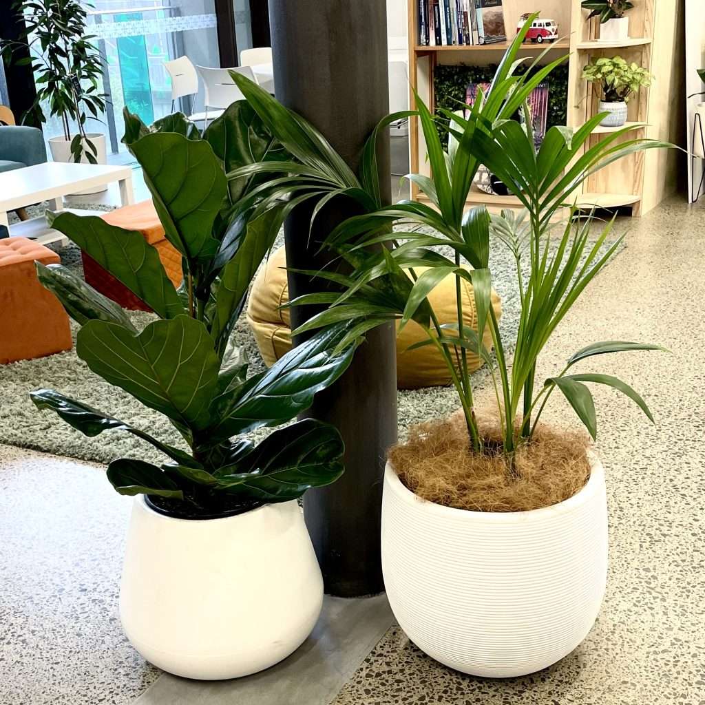 Extra Large Plant Pots and Planters - plantandpot.nz