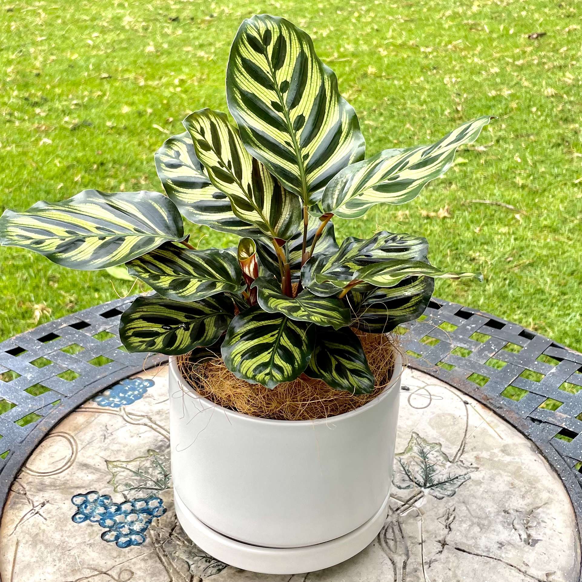Calathea - Makoyana in Planter - Plant & Pot NZ