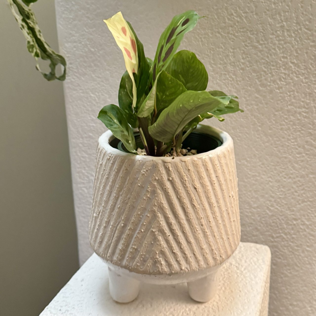 Maranta Leuconeura Variegata - Plant & Pot NZ