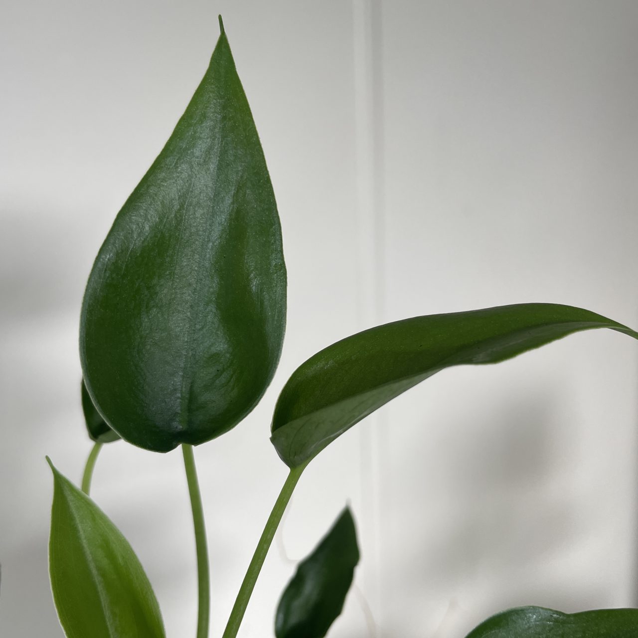 Alocasia Tiny Dancer - Plant & Pot NZ