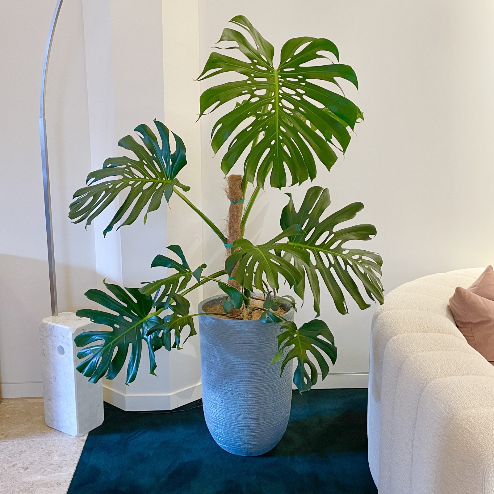 Monstera Deliciosa | Cool Indoor Plant - plantandpot.nz