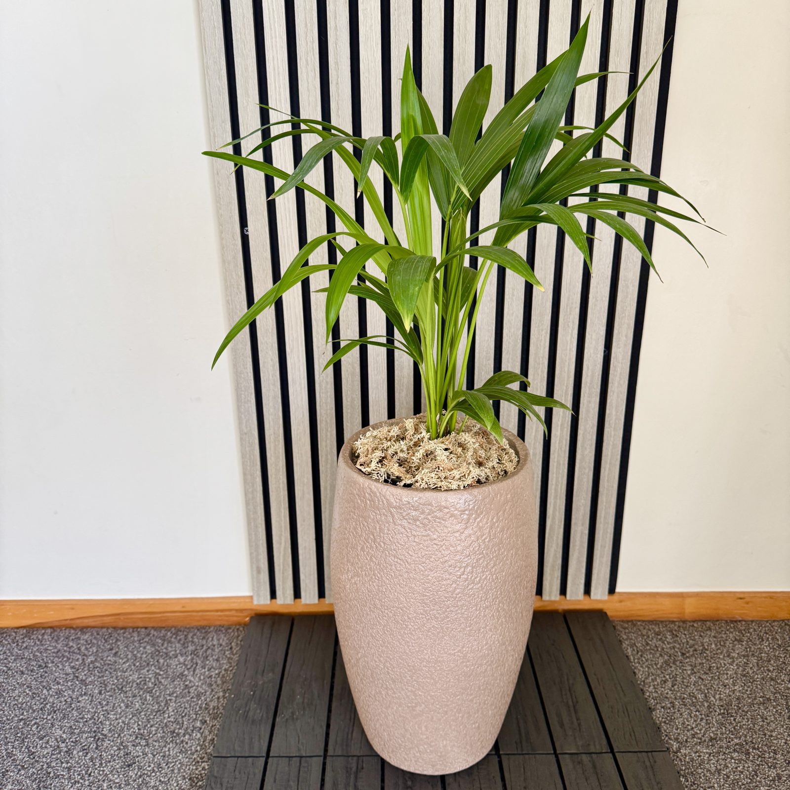 Shop - Plant & Pot NZ