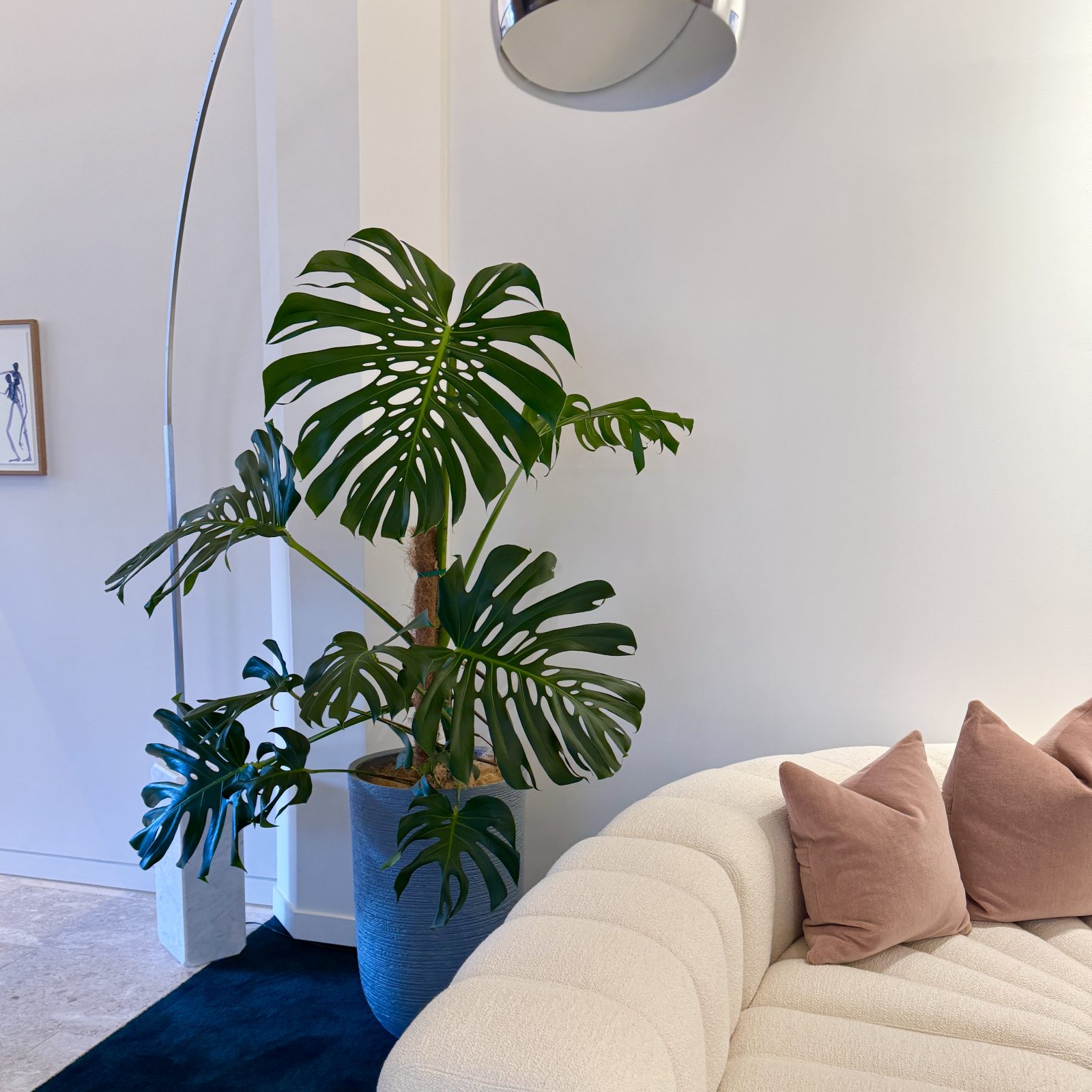 Monstera Deliciosa | Cool Indoor Plant - plantandpot.nz