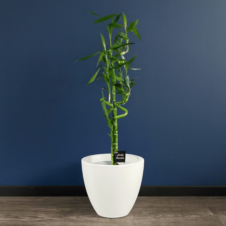Lucky Bamboo Large - Plant & Pot NZ