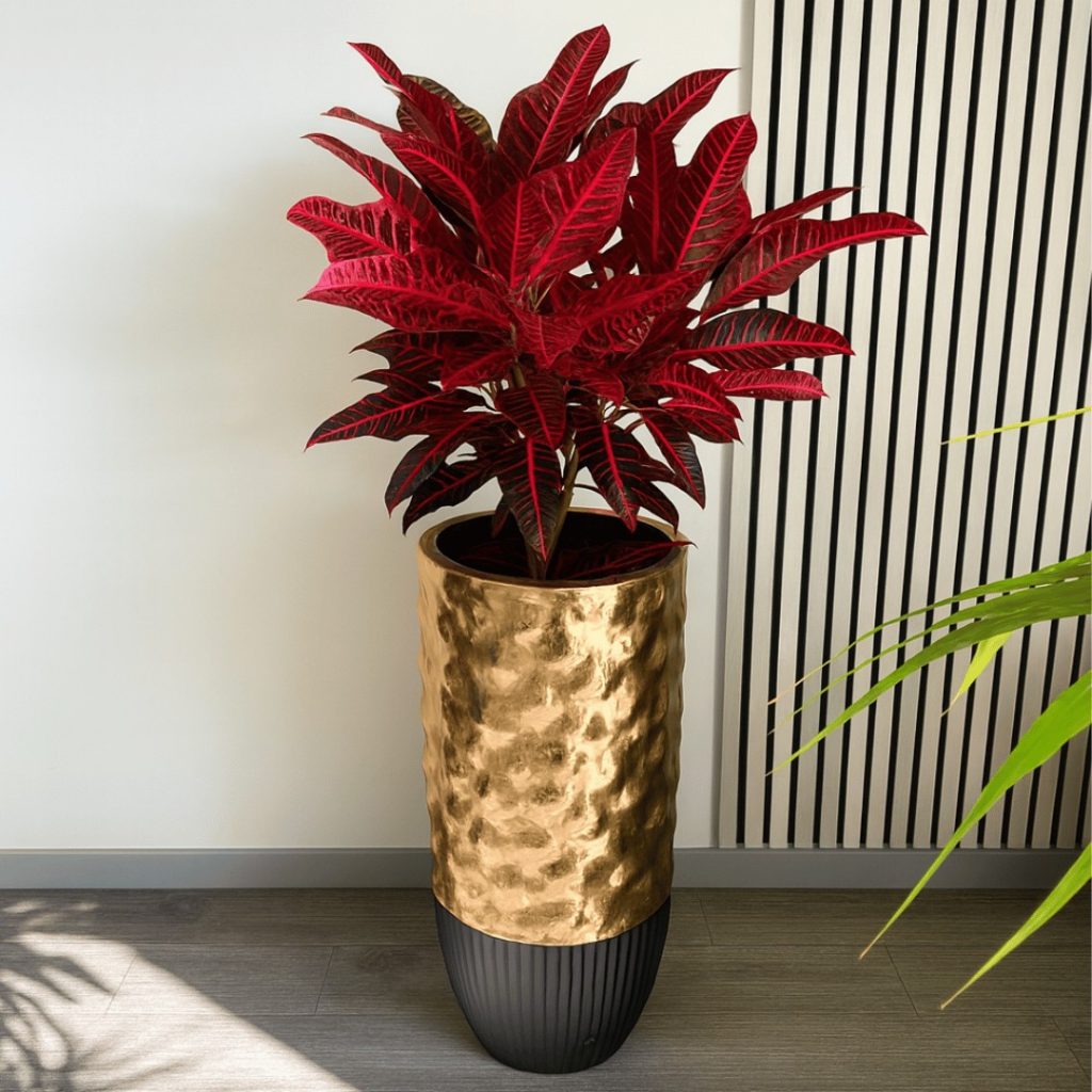 Croton Petra In Gold - Plant & Pot NZ