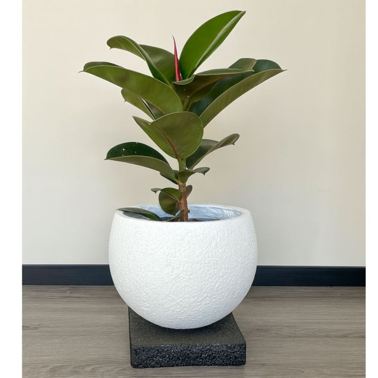 How to Grow Rubber Trees Indoors: Beginner's Guide to Ficus Elastica ...