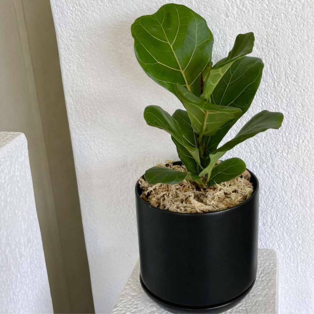 Mini Fiddle Leaf Fig - Plant & Pot NZ