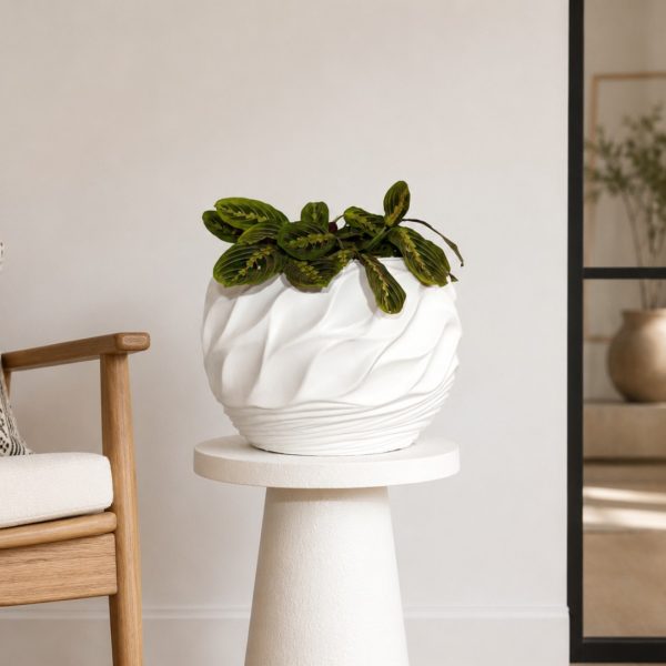Prayer plant in Whirlpool - Plant & Pot NZ
